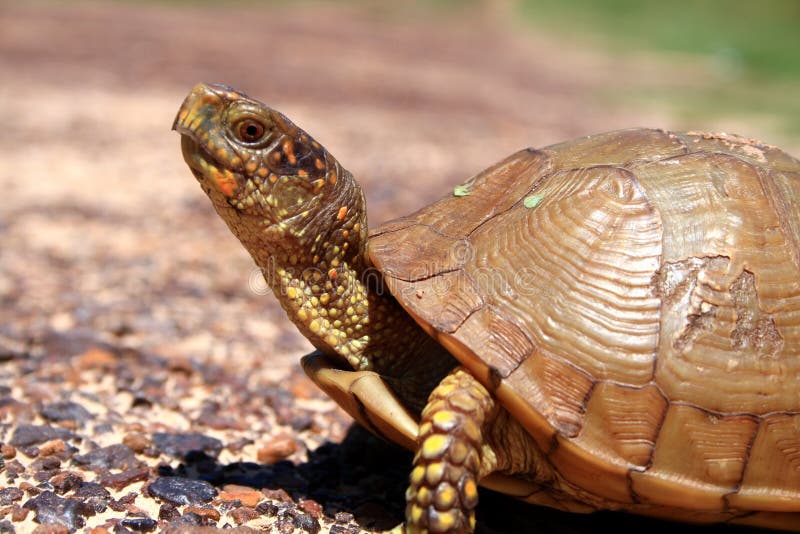 Box Turtle stock image. Image of outside, turtle, tortoise - 203725