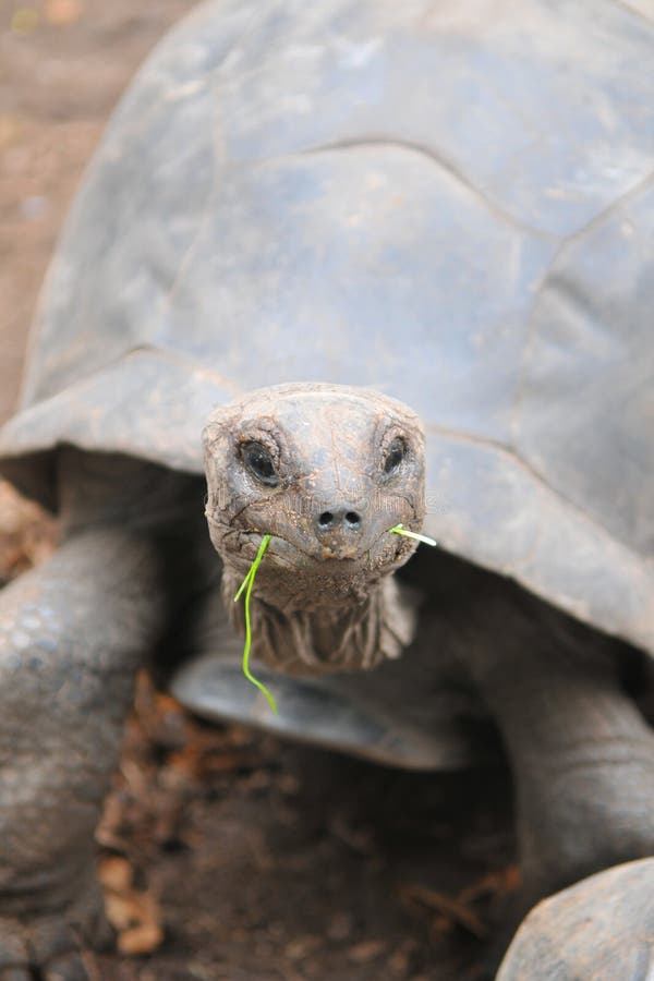 Tortoise stock photo. Image of amphibian, armoured, ancient - 5678038