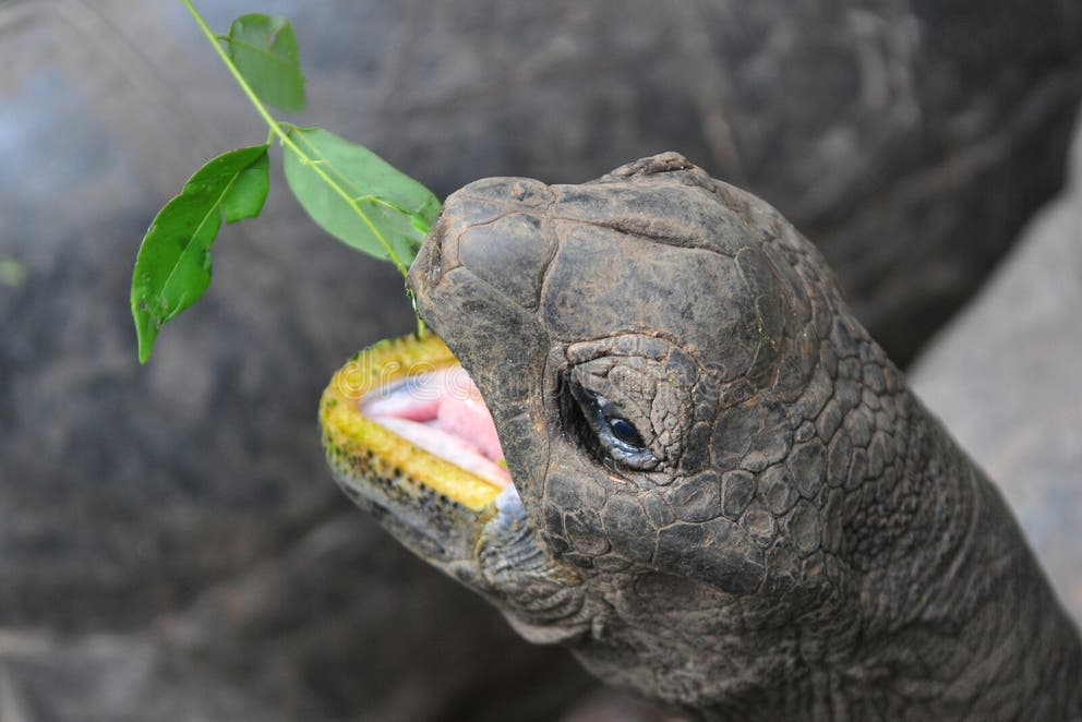 Tortoise stock photo. Image of cold, reptile, reptilian - 5678042