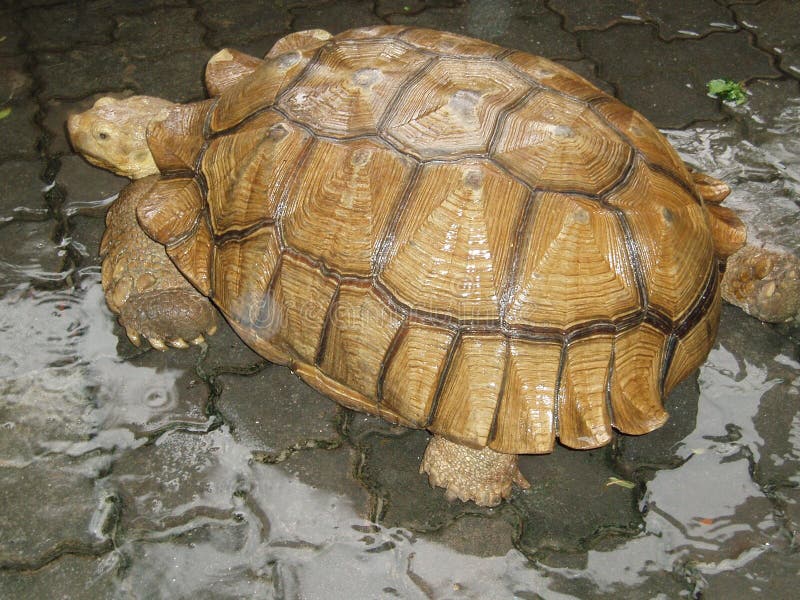 Tortoise Picture. Image: 93246