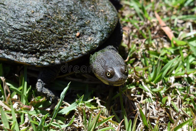 Turtle Native Australian with Shell Stock Image - Image of shell, fauna ...