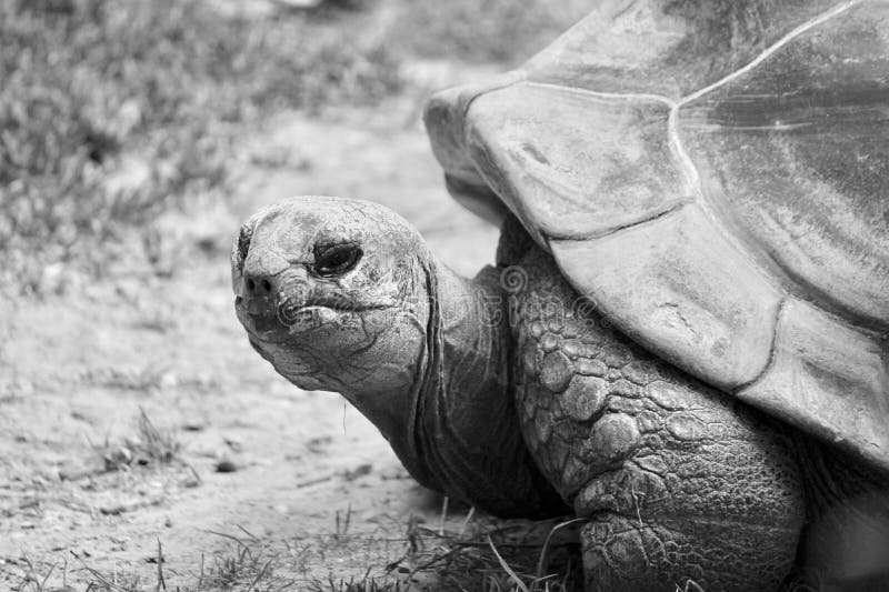 Tortoise stock image. Image of shell, animal, white - 125135485