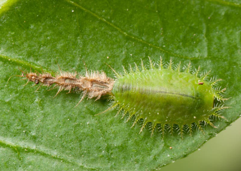 Tortoise beetle larva stock photo. Image of colorful - 20389626