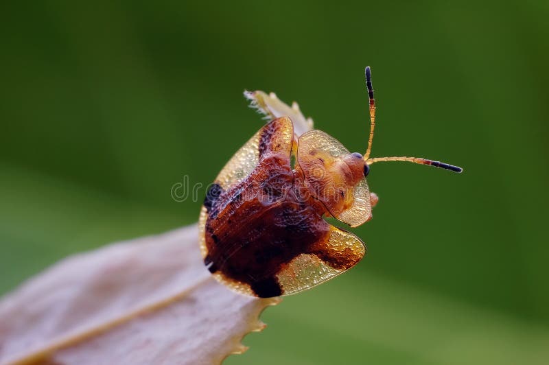 Tortoise beetle stock photo. Image of wildlife, insects - 30255686