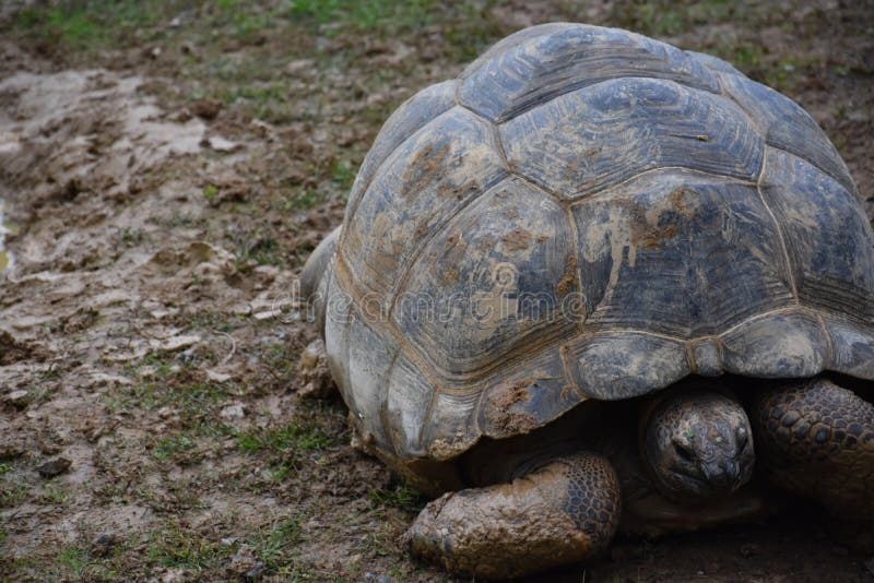 Tortoise Walking Slowly Stock Photos - Download 232 Royalty Free Photos