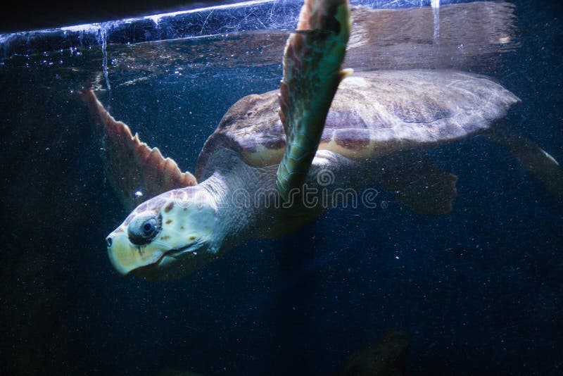 Tortoise stock photo. Image of swiming, slow, shell, swim - 52142560