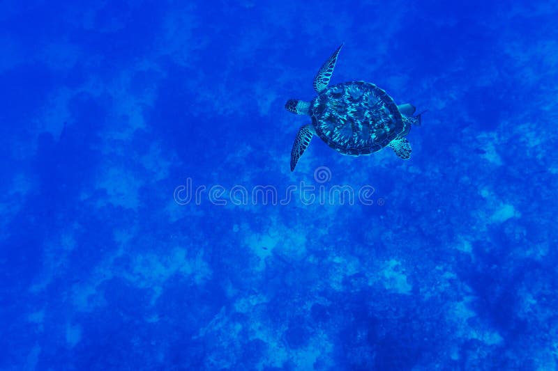 Green Sea Turtle stock image. Image of blue, coral, bajan - 14122153
