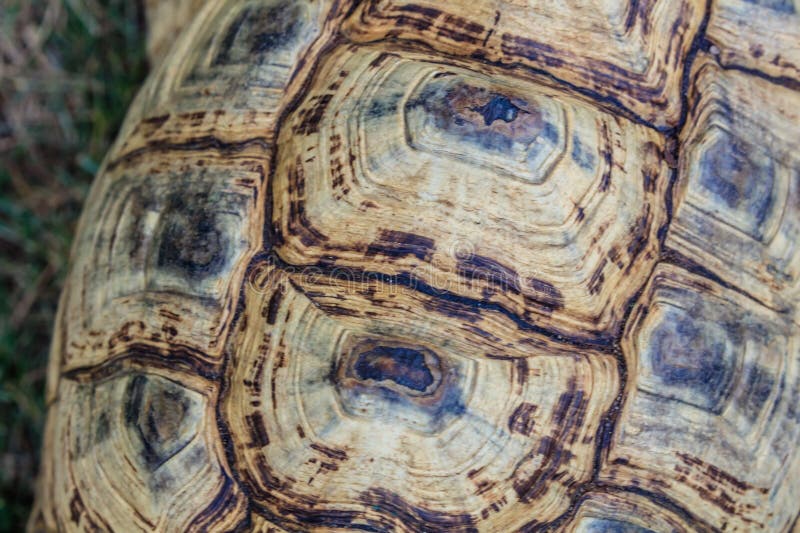 Brown Shell stock photo. Image of animal, fish, shell - 13230726