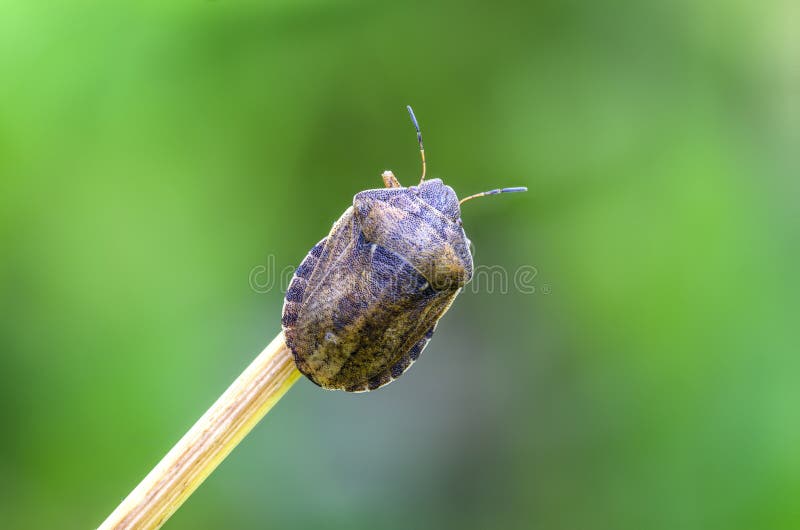 Tortoise Bug on Grass in Field Stock Photo - Image of shield ...