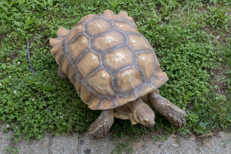 Tortoise stock photo. Image of crawling, grass, wild - 102674648