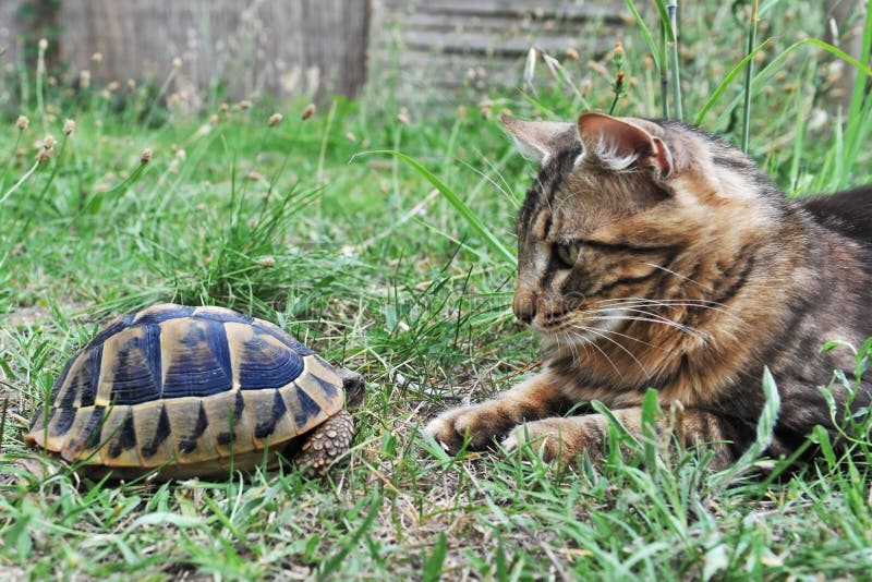 Friendly cat and turtle stock image. Image of friends, cute - 25273