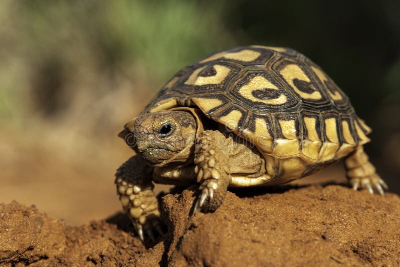 Tortoise Climbing Over Red Soil, Effort, Hard Work, Straining Stock ...