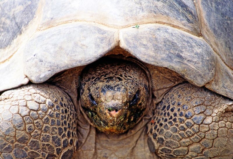 Tortoise stock photo. Image of field, organism, galapagos - 43465562