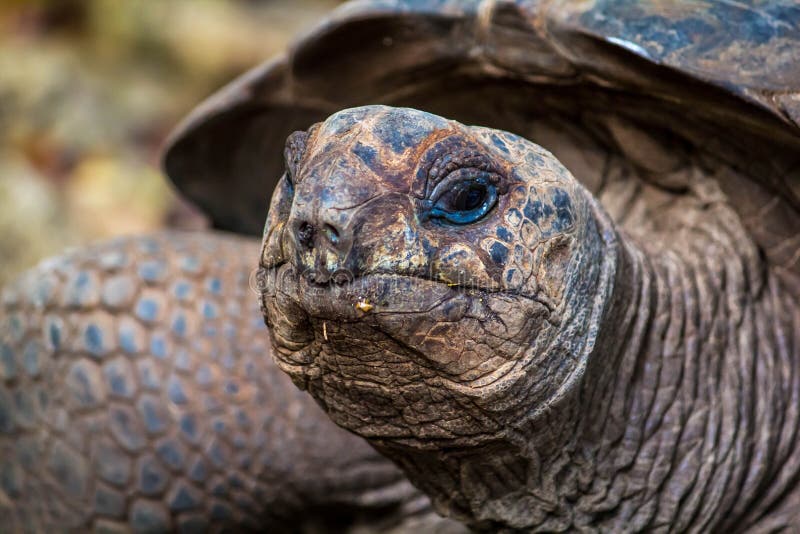 Tortoise stock image. Image of tortoise, tortoises, geochelone - 45482321