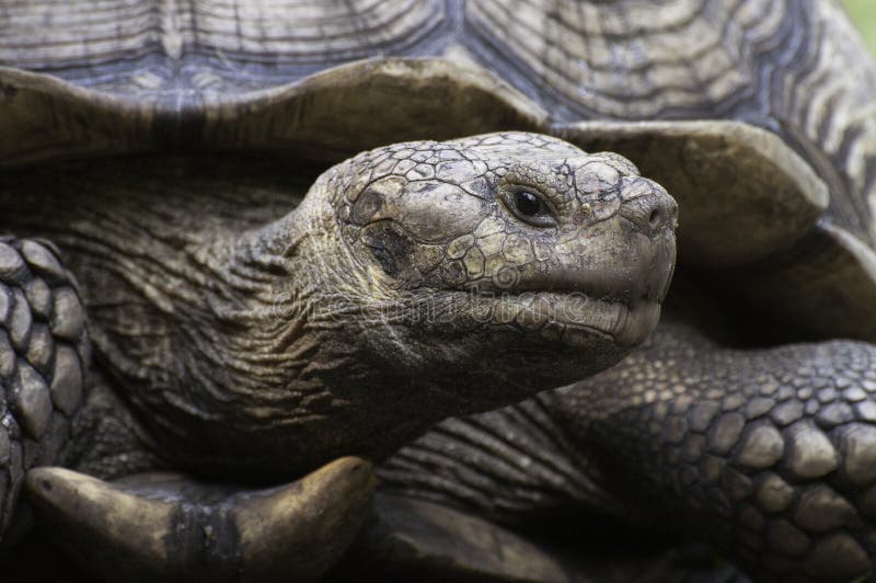 Giant Tortoise Up Close stock image. Image of giant, tropical - 38018491
