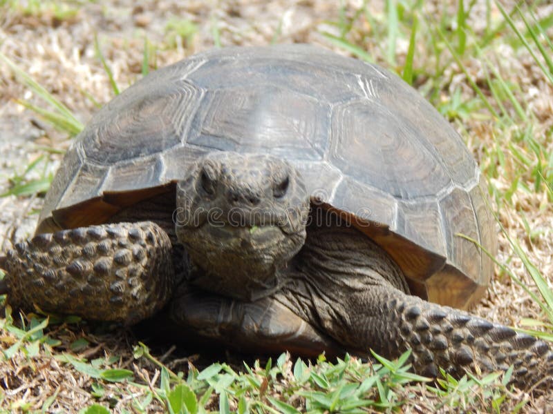 Tortoise Close Up Looking Directly into the Camera Stock Image - Image ...