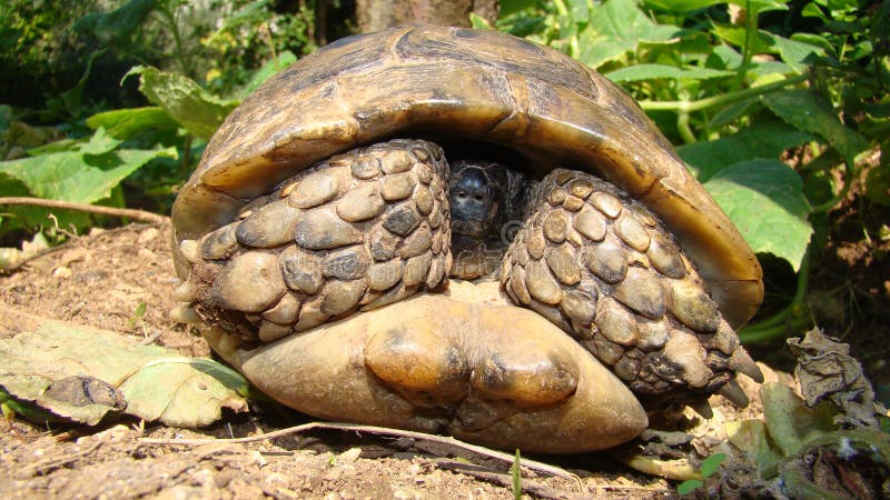 Tortoise ; Close Up. Tortoise Hiding in Shell in Nature, Turtle. Turtle ...