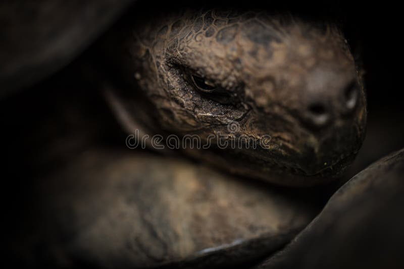 Tortoise stock photo. Image of wildlife, macro, water - 104897190