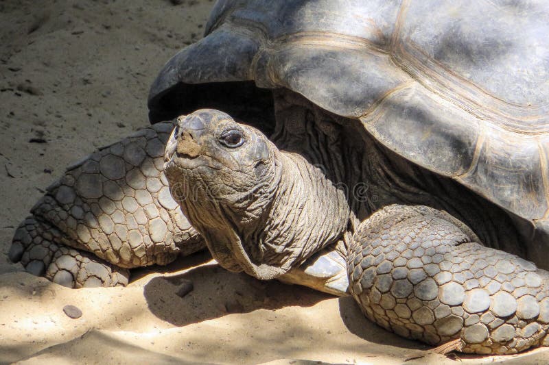 Tortoise running stock image. Image of tortoise, fast - 4866487
