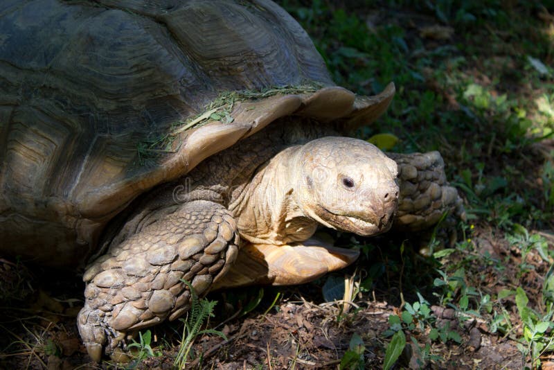 Tortoise stock photo. Image of giant, shell, head, vertebrate - 74102824