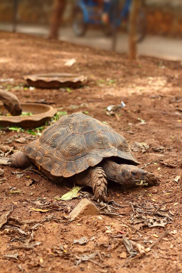 Tortoise Crawling in Nature. Stock Image - Image of reptile, motion ...