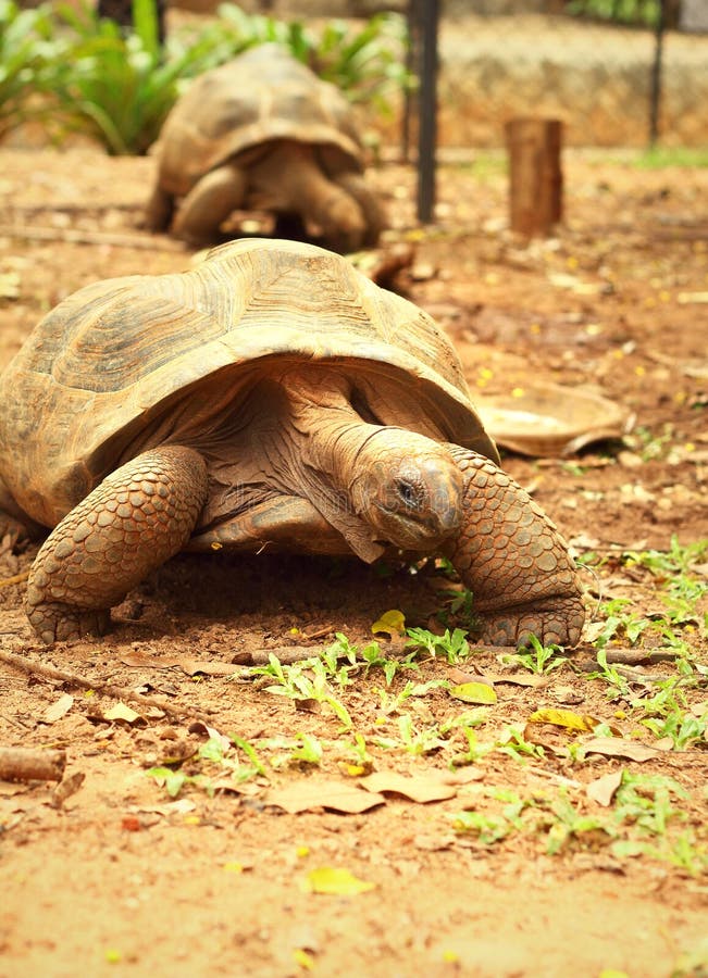 Tortoise Crawling in Nature. Stock Photo - Image of calm, fauna: 47128322