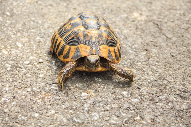 Tortoise Crawling on the Paved Road Stock Photo - Image of adult ...