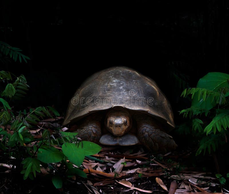 Tortoise in the Dark Forest Stock Image - Image of foliage, tortoise ...