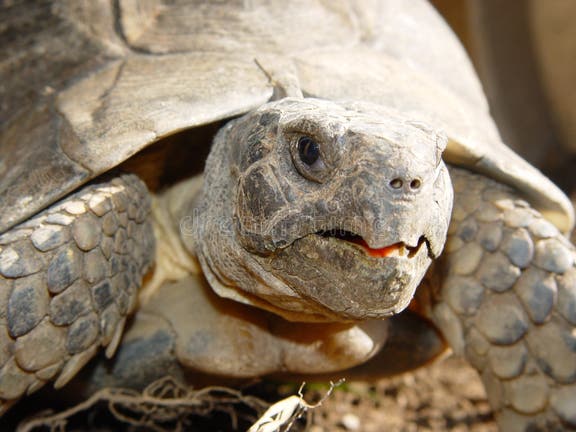 Tortoise Detail stock image. Image of making, bryce, reptile - 28391