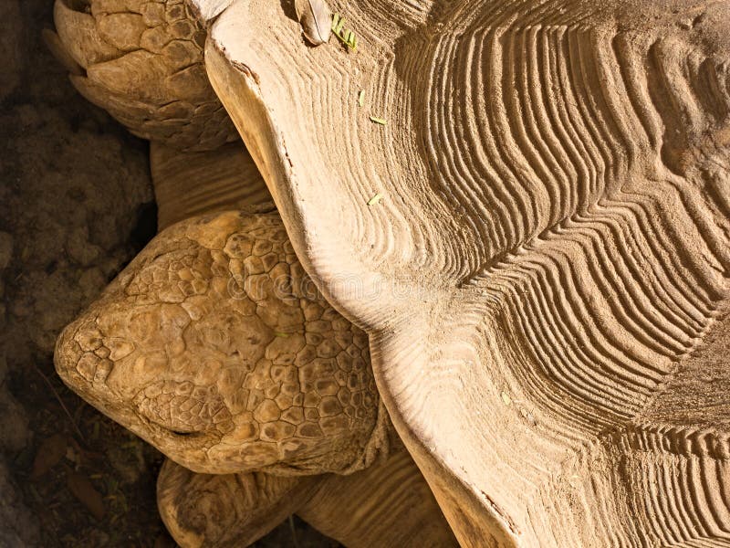 Tortoise details stock photo. Image of lines, desert - 66004184