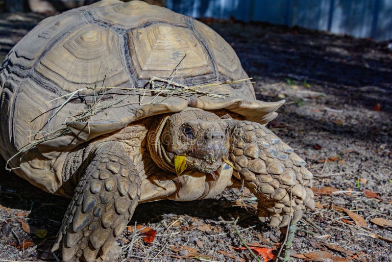 Two Smiling Tortoise Friends Playing Stock Image - Image of smiling ...