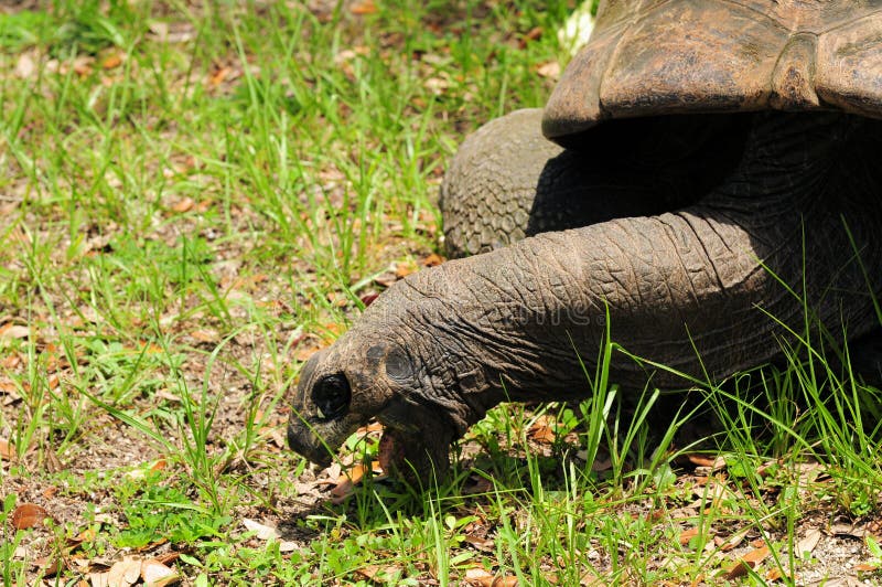 Tortoise Eating stock photo. Image of blood, captivity - 20835308