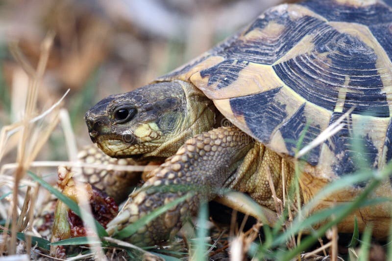 Tortoise stock photo. Image of outdoors, reptile, slow - 53445596
