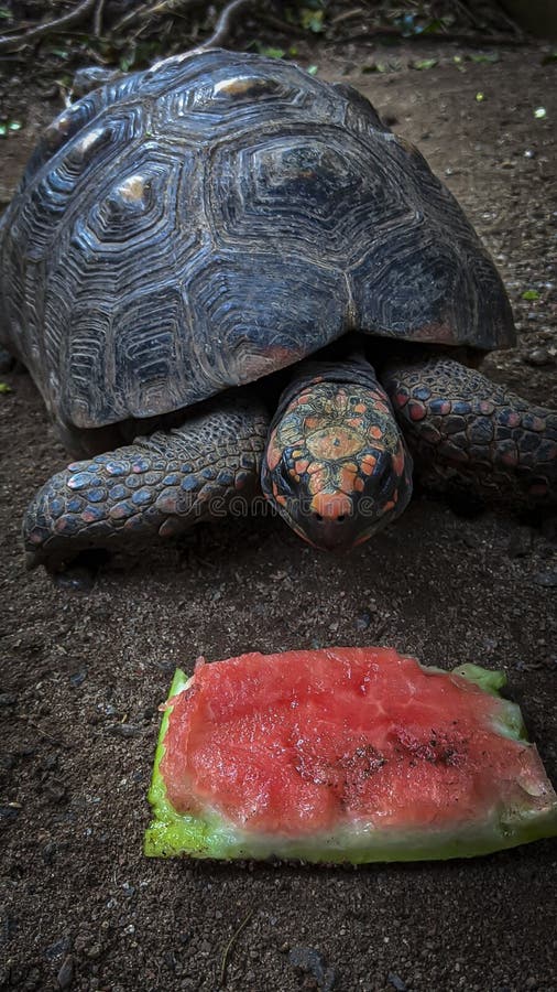 Tortoise Eating His Watermelon Stock Image - Image of wild, reptile ...
