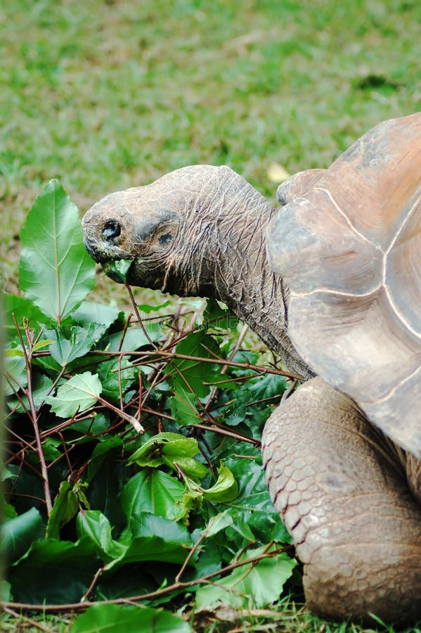 Tortoise eating watermelon stock photo. Image of african - 1957954