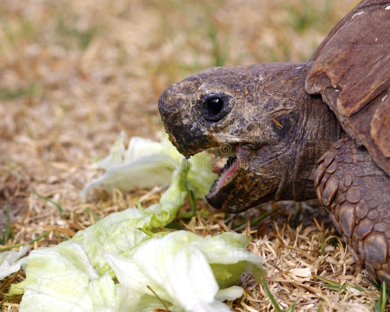 Tortoise Eating Lettuce Leaves Stock Image - Image of exotic, beauty ...