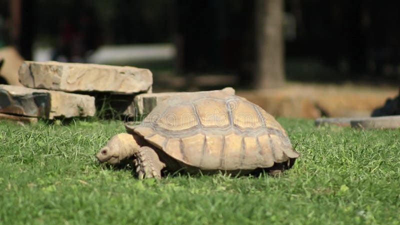 A Tortoise Eating from a Side Face Angle Stock Video - Video of ...