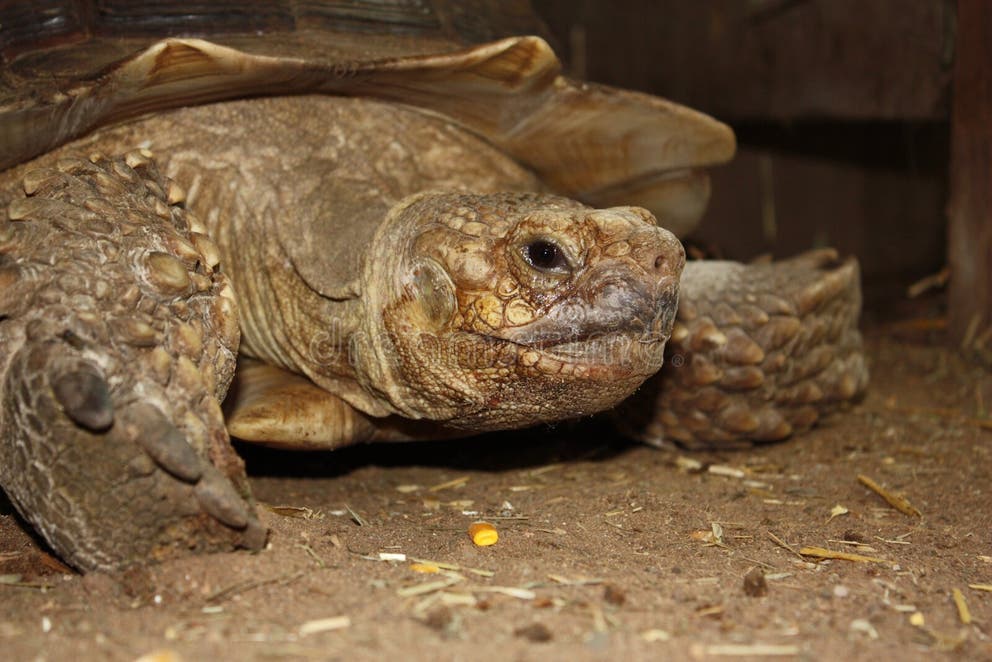 Tortoise Face stock photo. Image of shell, moving, looking - 30456692
