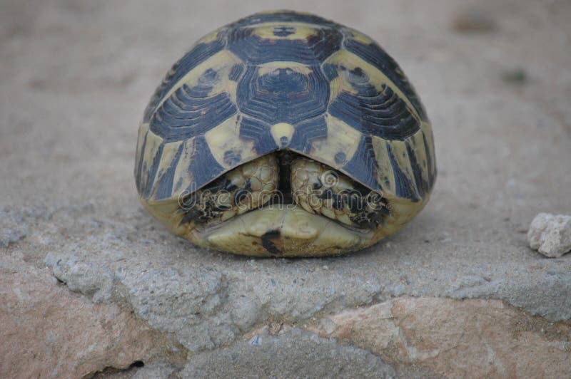 Turtles Give Birth and Get Out from Sand Stock Image - Image of ...