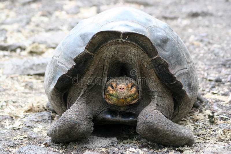 Enormous South African Tortoise the Bergskilpad Stock Image - Image of ...
