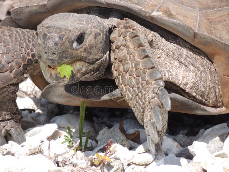 Tortoise stock photo. Image of shell, giant, green, tortoise - 123117366