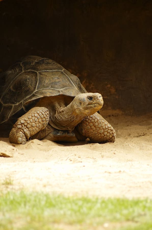 Tortoise Coming Out of His Shell Stock Photo - Image of turkey, reptile ...