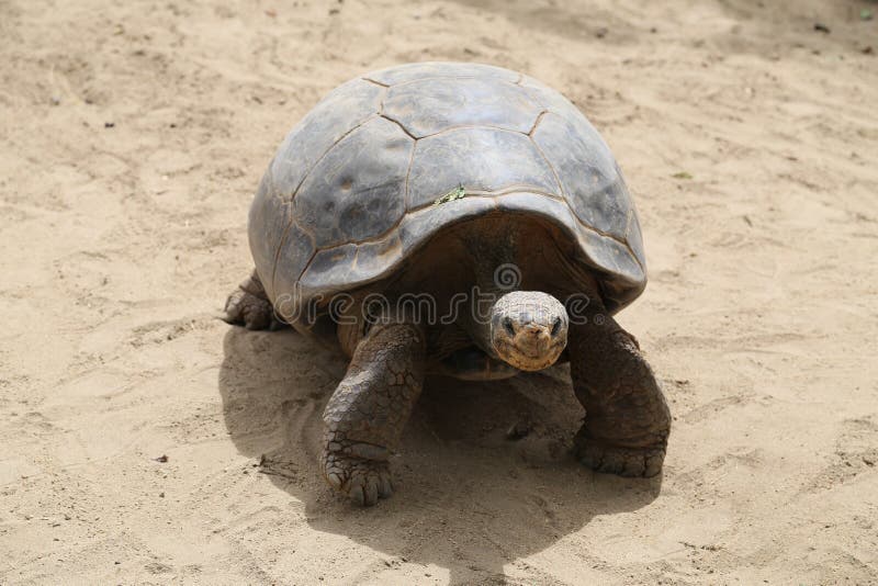 Tortoise running stock image. Image of tortoise, fast - 4866487