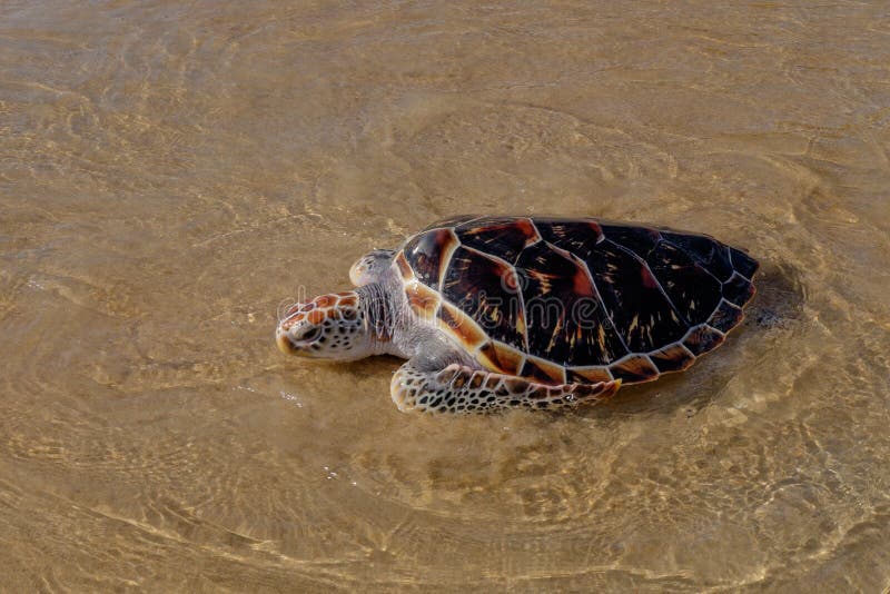 Tortoise is Going into the Sea on the Sand Beach Stock Photo - Image of ...