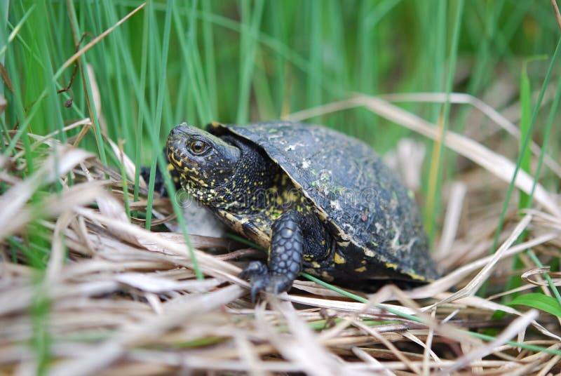 Tortoise in grass stock image. Image of details, shell - 14620025