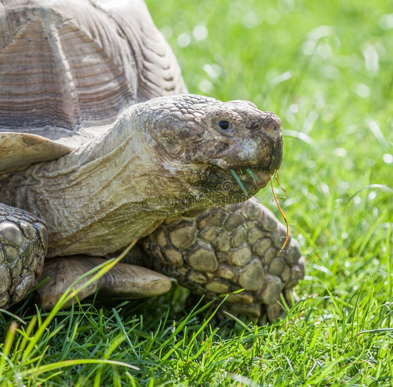 Tortoise on grass stock photo. Image of reptile, protection - 41621160