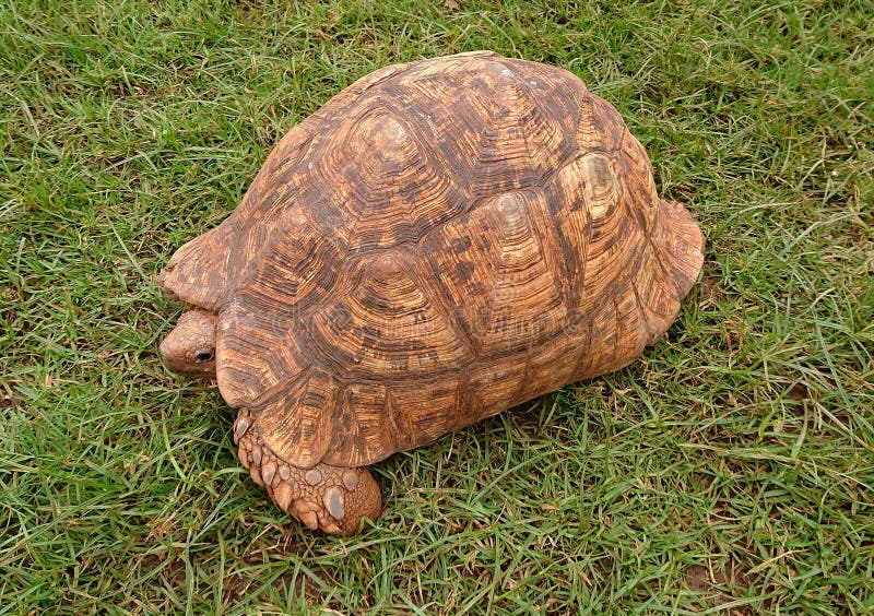 Tortoise on the Grass in the Field Stock Photo - Image of design, back ...