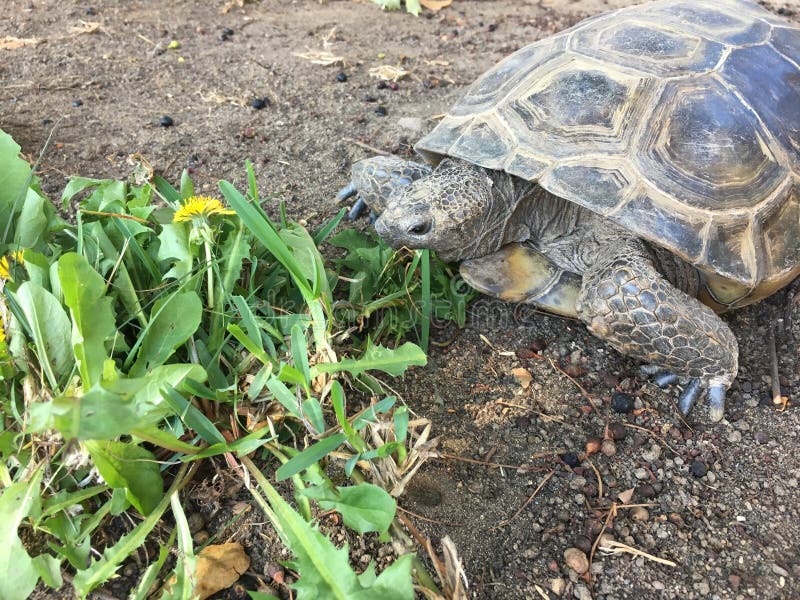 Tortoise Grazing on Greenery Stock Image - Image of amphibian, grass ...