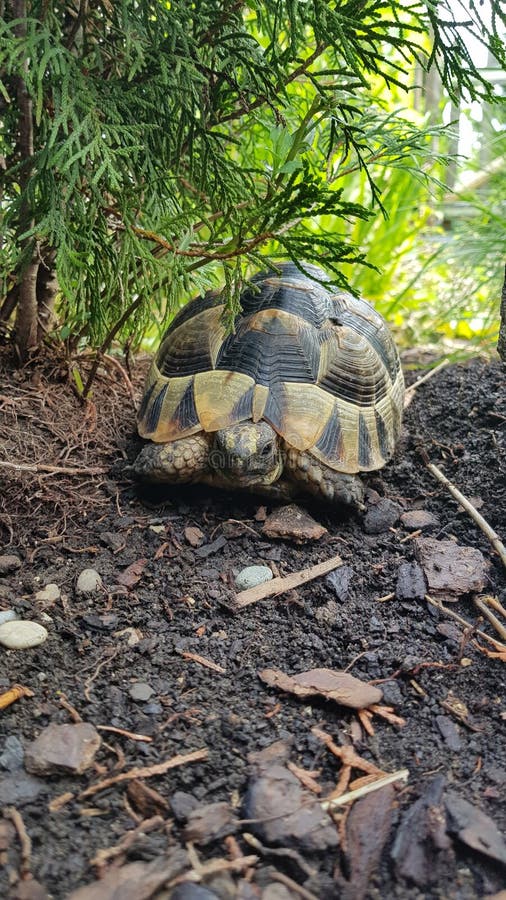 Tortoise stock photo. Image of emydidae, turtle, greek - 95757428