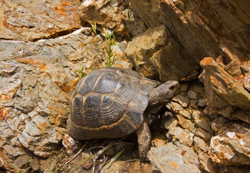 Tortoise stock photo. Image of shell, testudo, greek - 63487064